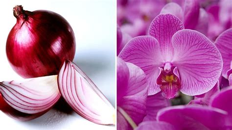 Orchid Care Gardeners Told A Cheap And Simple Mixture Which Is A