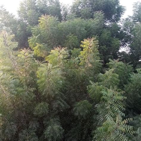 Natural Beauty Tree Inside Stock Image Image Of Inside Natural