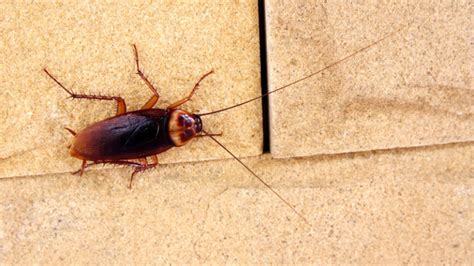 What Does A Cockroach Bite Look Like And Should You Worry