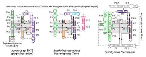 Self Splicing Introns Flashcards Quizlet
