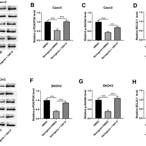 summary of the interactions between the pi3k akt pathway and runx2 with