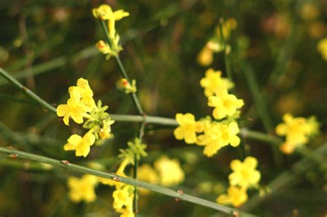 Exotic Trees With Green Trunks The Possibilities Of Growing Them In A Cool Environment