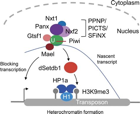 The Pirna Pathway In Drosophila Ovarian Germ And Somatic Cells Pmc