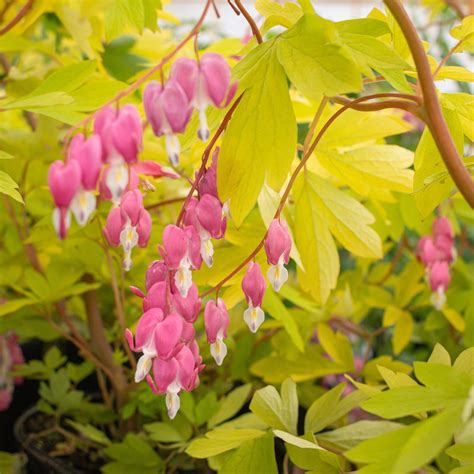 Dicentra Spectabilis Yellow Leaf Cœur De Marie à Feuillage Doré