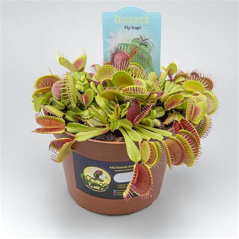 Купить Венерину Мухоловку из лучших питомников Дании