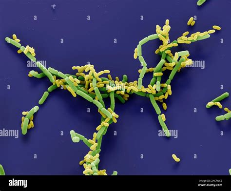 Lactobacillus Paracasei Bacteria Green Coloured Scanning Electron Micrograph Sem