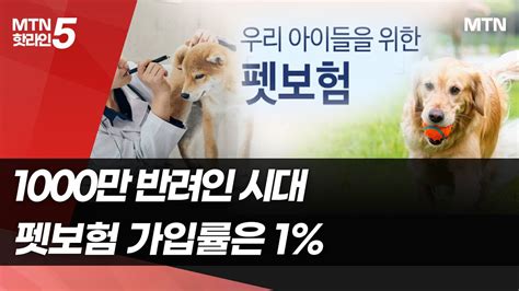 1000만 반려인 시대 펫보험 가입률은 1 왜 머니투데이방송 뉴스 Youtube