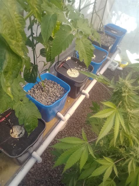 Newbie To Hydroponics Details In Comments R Hydroponics