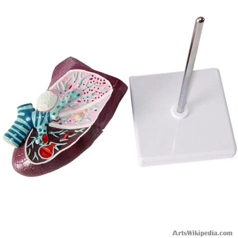Pathological Lung Model Simulation Smoker Lung Internal Organ Specimens Thoracic Surgery