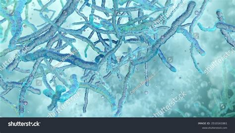 Microscopic Image Mycobacterium Tuberculosis Bacilli Colony Stock