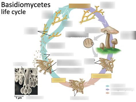 Basidiomycetes Life Cycle Diagram Quizlet