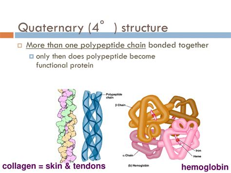 Proteins Structurally & functionally diverse group of biomolecules - ppt download