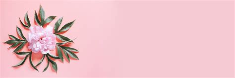 풀 블룸 파스텔 핑크 컬러의 모란 꽃 하나와 옅은 분홍색 배경에 고립 된 잎 평면 평지 상단 보기 텍스트 공간 배너 0명에 대한 스톡 사진 및 기타 이미지 Istock