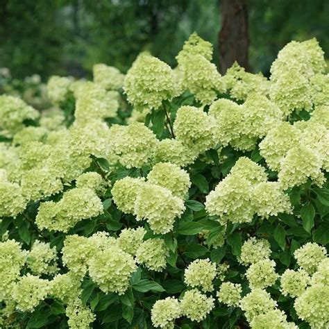 Limelight Prime® Panicle Hydrangea Proven Winners Colorchoice