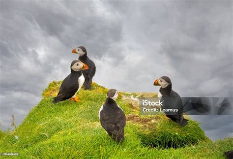 Huge Colonies Of Atlantic Puffins Breeding On The Cliffs Of The Mykines