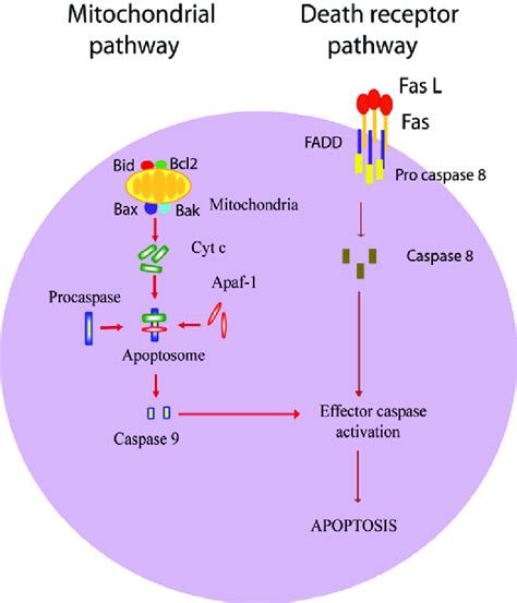 An Overview Of Apoptosis Signaling Pathways Fas Fasl Exemplifies The