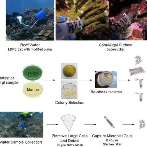 Workflow For The Preparation Of Bacterial Isolates And Water Samples