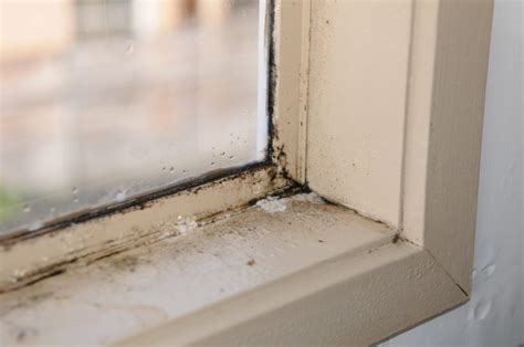 What Is Mould And How Can UPVC Windows Help Kiwi Windows