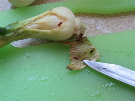 Allium Leaf Miner In November Laf