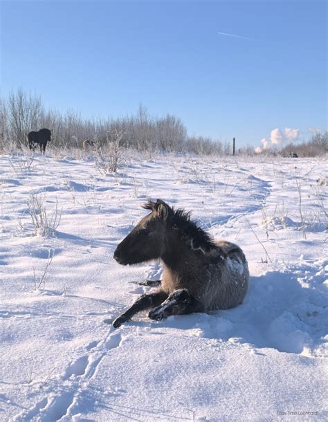 Neuland Hambach Wildpferde Auf Der Sophienhöhe Erleben Ihren Ersten