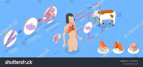 Life Cycle Of Bacillus Anthracis