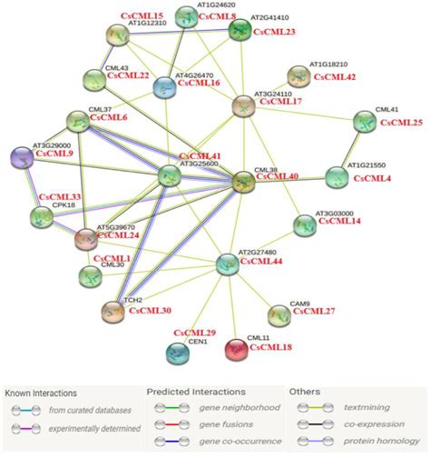 Genome Wide Identification And Expression Analysis Of Calmodulin Like Proteins In Cucumber Peerj