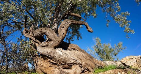 Selecting The Best Trees For North Phoenix Landscapes • Titan Tree Care