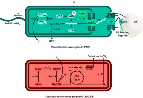 Project Description Bnuzh China Igem 2024