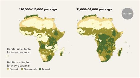 Habitat Do Homo Habilis Human Evolution Homo Habilis Pathwayz