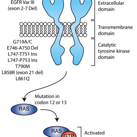 Egfr And Kras Mutations In Nsclc Mutations In Extracellular Domain Of