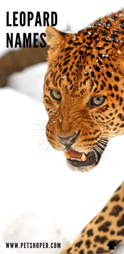 Leopard Names 124 Top And Cute And Male And Female Ideas Petshoper