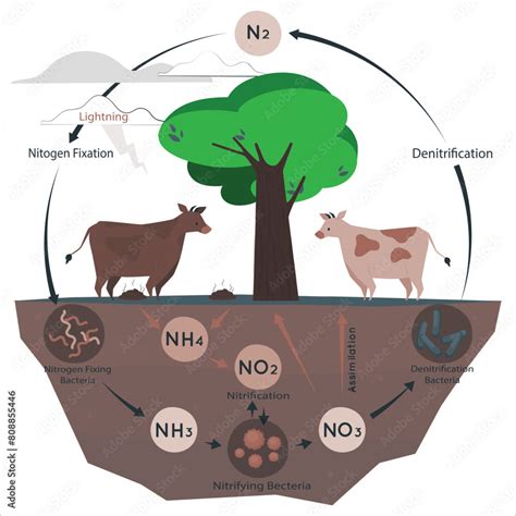 Nitrogen Cycle Illustration Labeled N2 Process Biogeochemical Explanation Educational Diagram