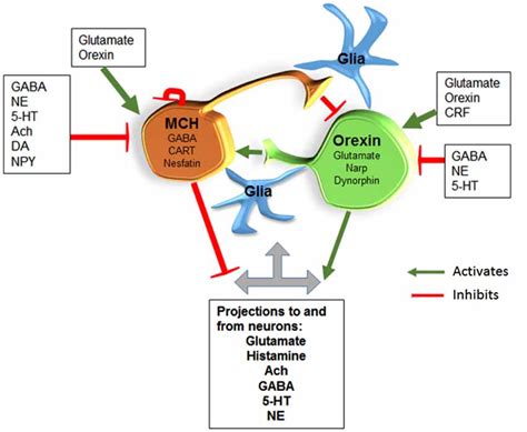 Frontiers Neurons Containing Orexin Or Melanin Concentrating Hormone