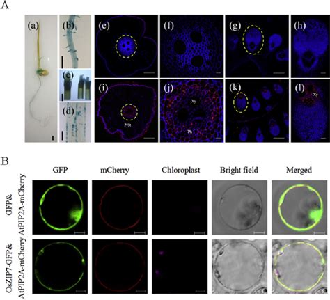 Tissue Specificity And Subcellular Localisation Of Oszip7 A Aed