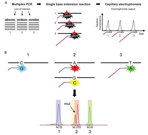 Snp Genotyping Services Creative Diagnostics