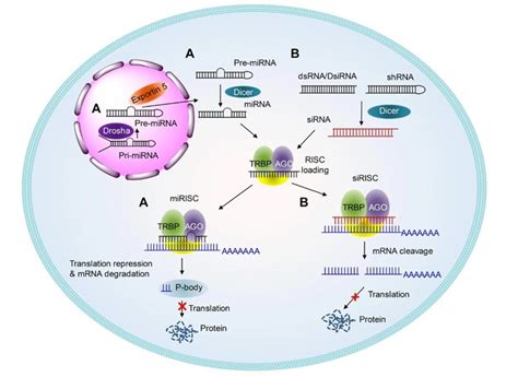 Sirna Drugs Rna Boc Sciences