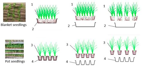Design And Development Of Rice Pot Seedling Transplanting Machinery Based On A Non Circular Gear