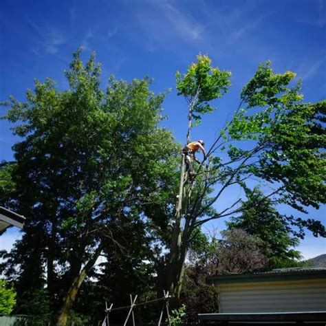 Trimming Reducing Crown Lifting Treecare Southern Lakes
