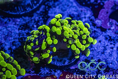 Neon Green Splatter Hammer Wysiwyg Queen City Corals