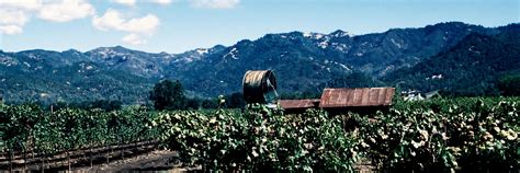 Napa Valley Explore Californias Premier Wine Region