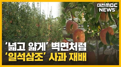 일석삼조 벽면형 사과 재배 대전mbc Youtube