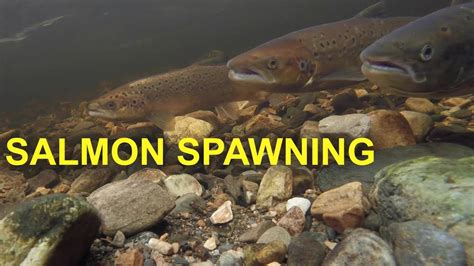 Atlantic Salmon Spawning