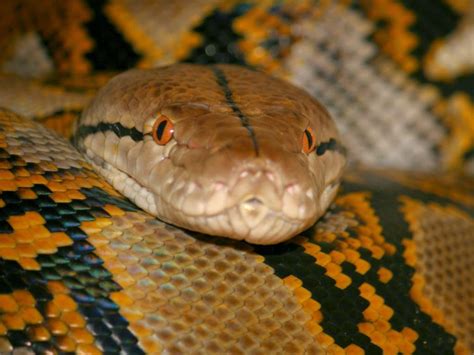 Biologia Vida Píton Reticulada A Mais Comprida Serpente Do Mundo