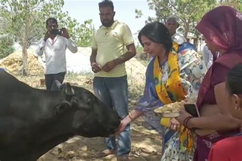 Nawalgarh News भाजपा नेत्री डॉ सुमन कुल्हरी गढ़वाल ने कसेरू में गौसेवकों संग मनाया नेता