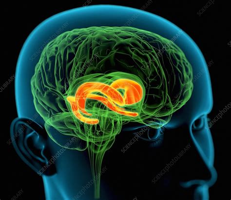Cingulate Gyrus In The Brain Artwork Stock Image C Science Photo Library