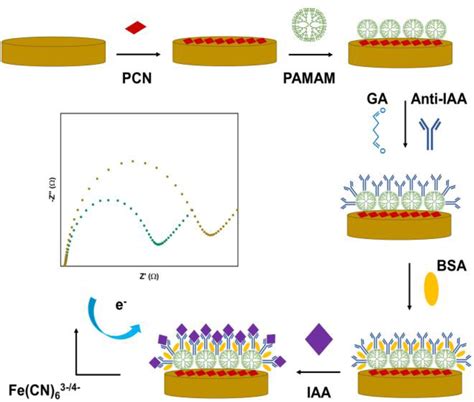 Polydopamine Modified Carbon Nitride And Pamam Assembled