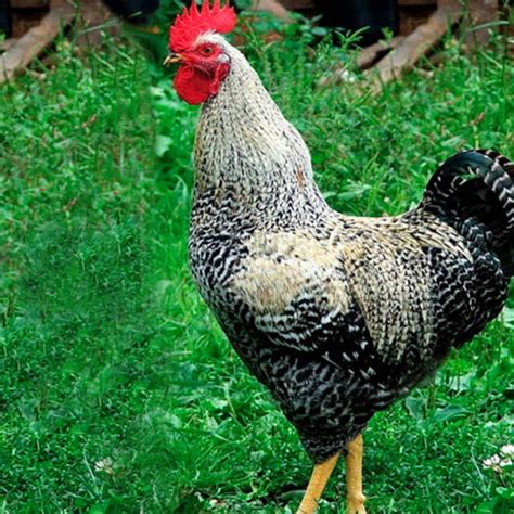 Black Sex Link Upcoming Hatches Backyard Chickies