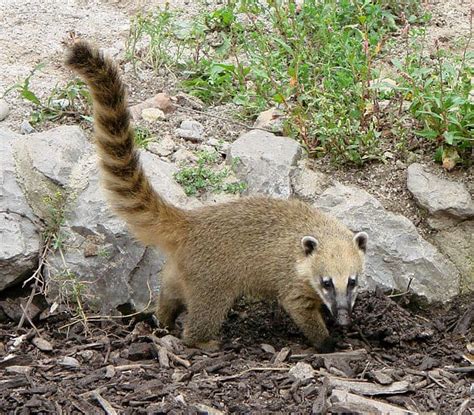 Coati Animal Facts Nasua Nasua Az Animals