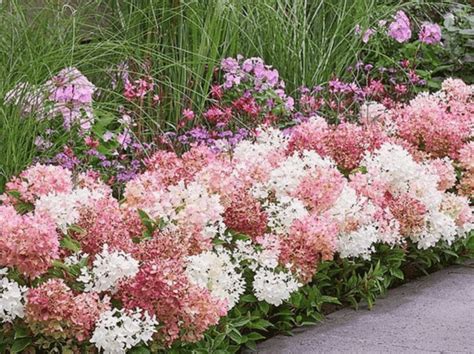 Meet The Hydrangea That Lasts 100 Days