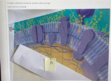 Solved Images Cell Plasma Membrane And Then A Close Up Chegg